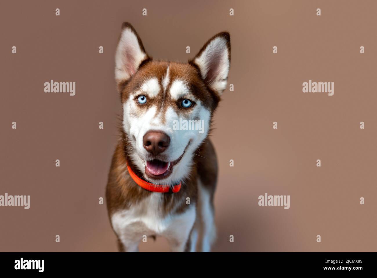 Siberian husky dog with collar hi-res stock photography and images - Alamy