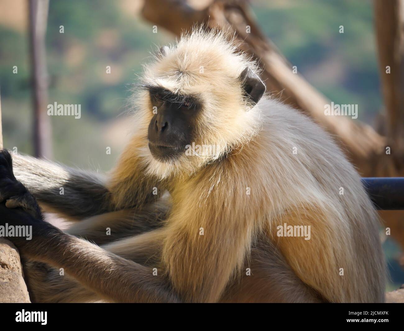 Gray langur monkey also known as hanuman langurs relaxing and watching ...