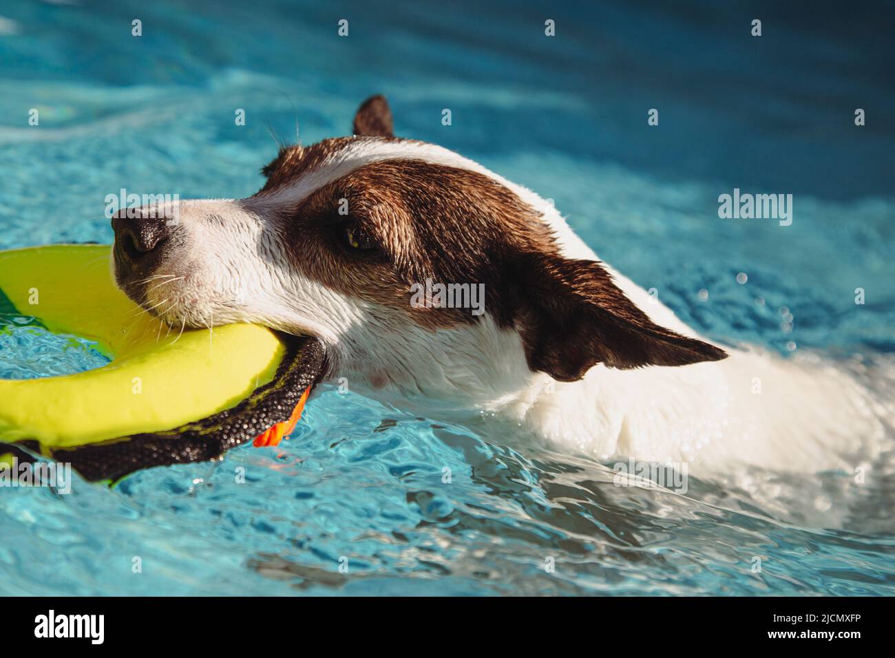 Close up low angle shot of a Jack Russell Terrier dog swimming in a ...