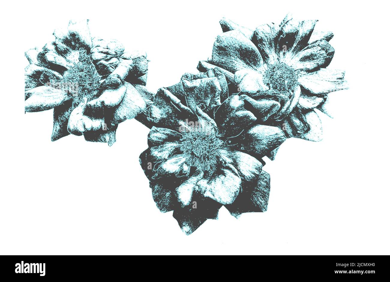 Hand draw rose flower in retro style. Distress vector illustration ...