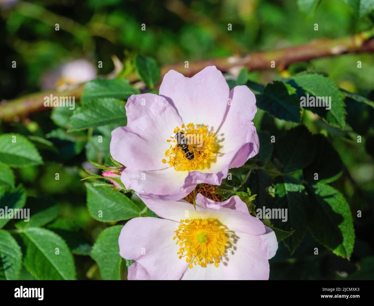 Blooming pink dog rose with a bee collecting pollen Stock Photo - Alamy