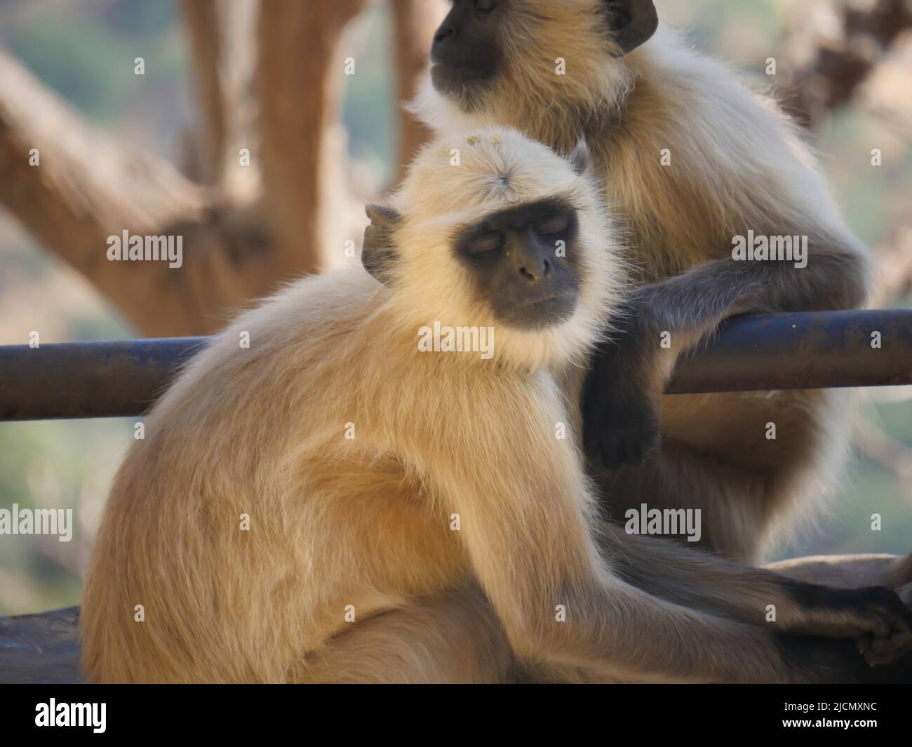 Gray langur monkey also known as hanuman langurs relaxing and watching ...
