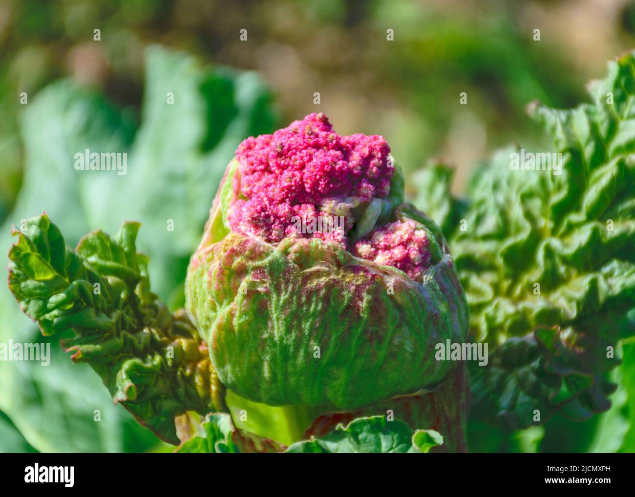 beautiful pink rhubarb flower, the first flower among the green leaves ...