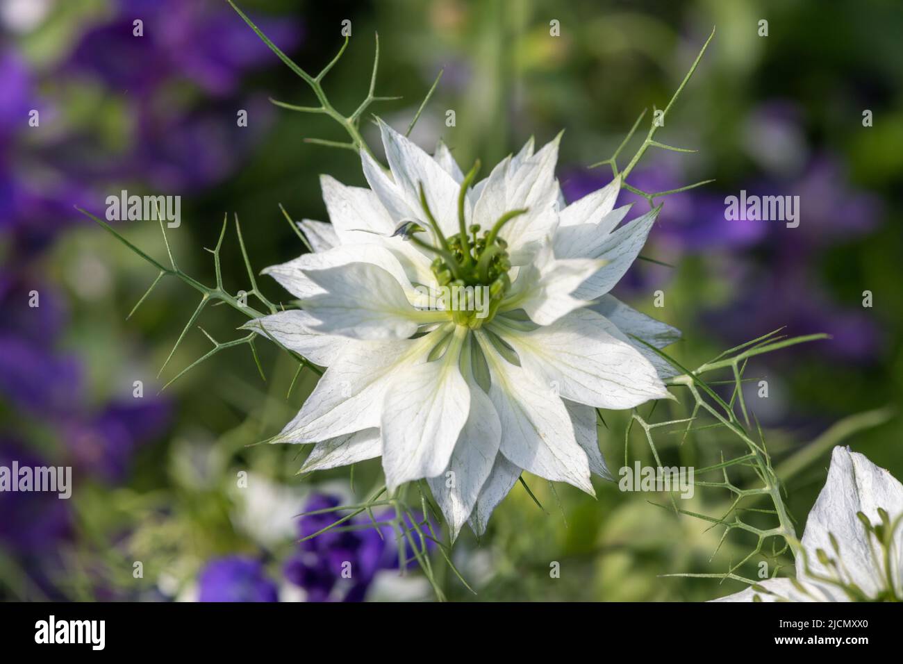 Black cumin flower hi-res stock photography and images - Alamy
