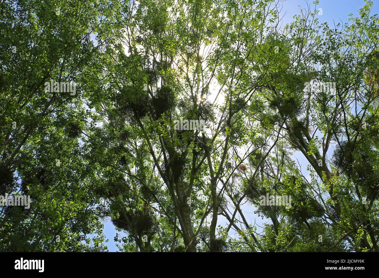 Many european semiparasite mistletoe (viscum album) plants hanging in ...