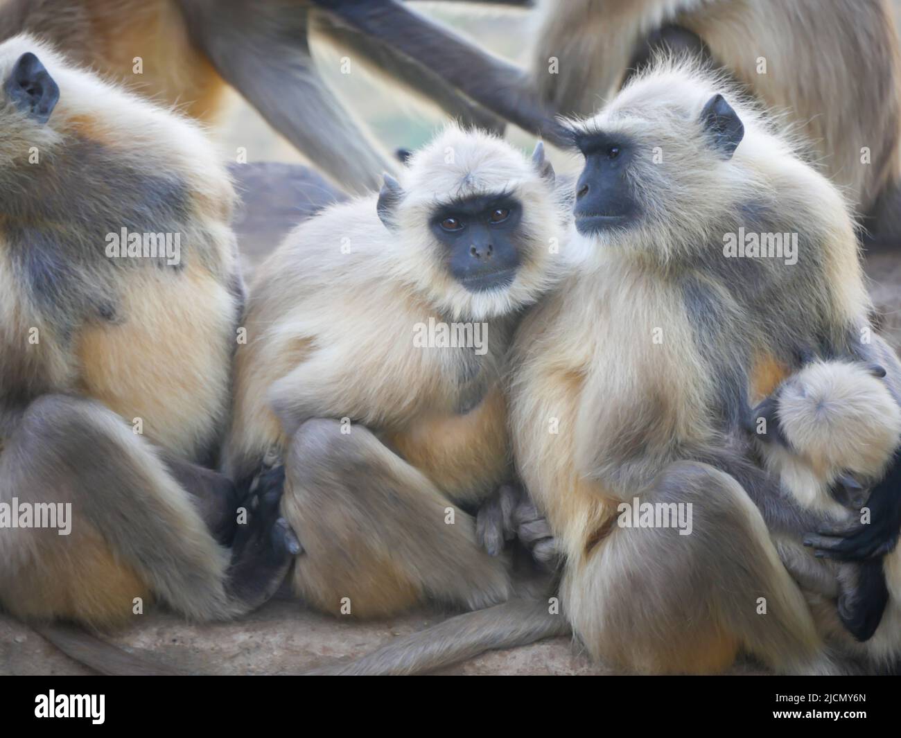 Indian Gray langur hanuman monkeys troops resting on mountain Stock ...