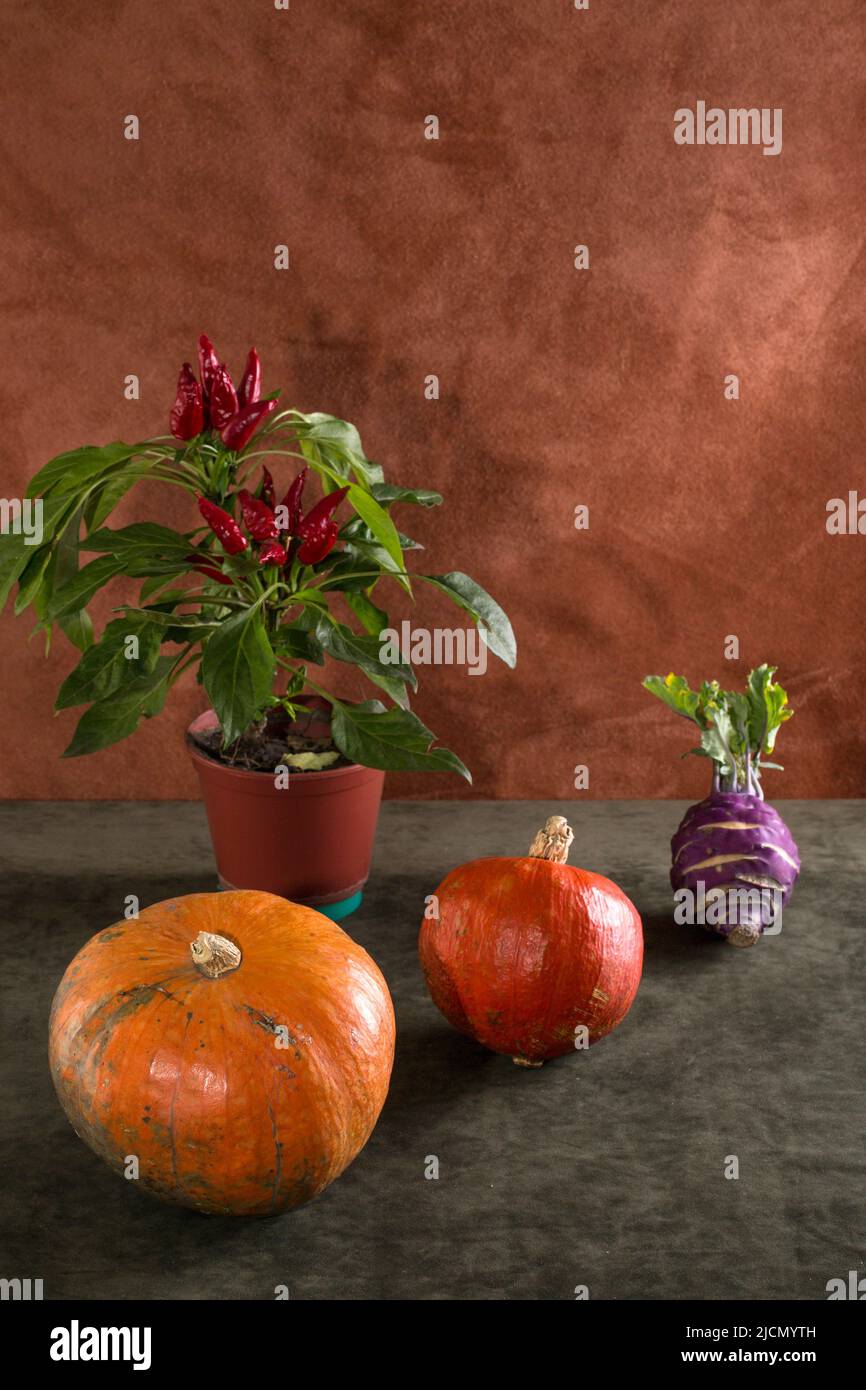 Still life with a bush of decorative pepper Capsicum in a pot, pumpkins ...