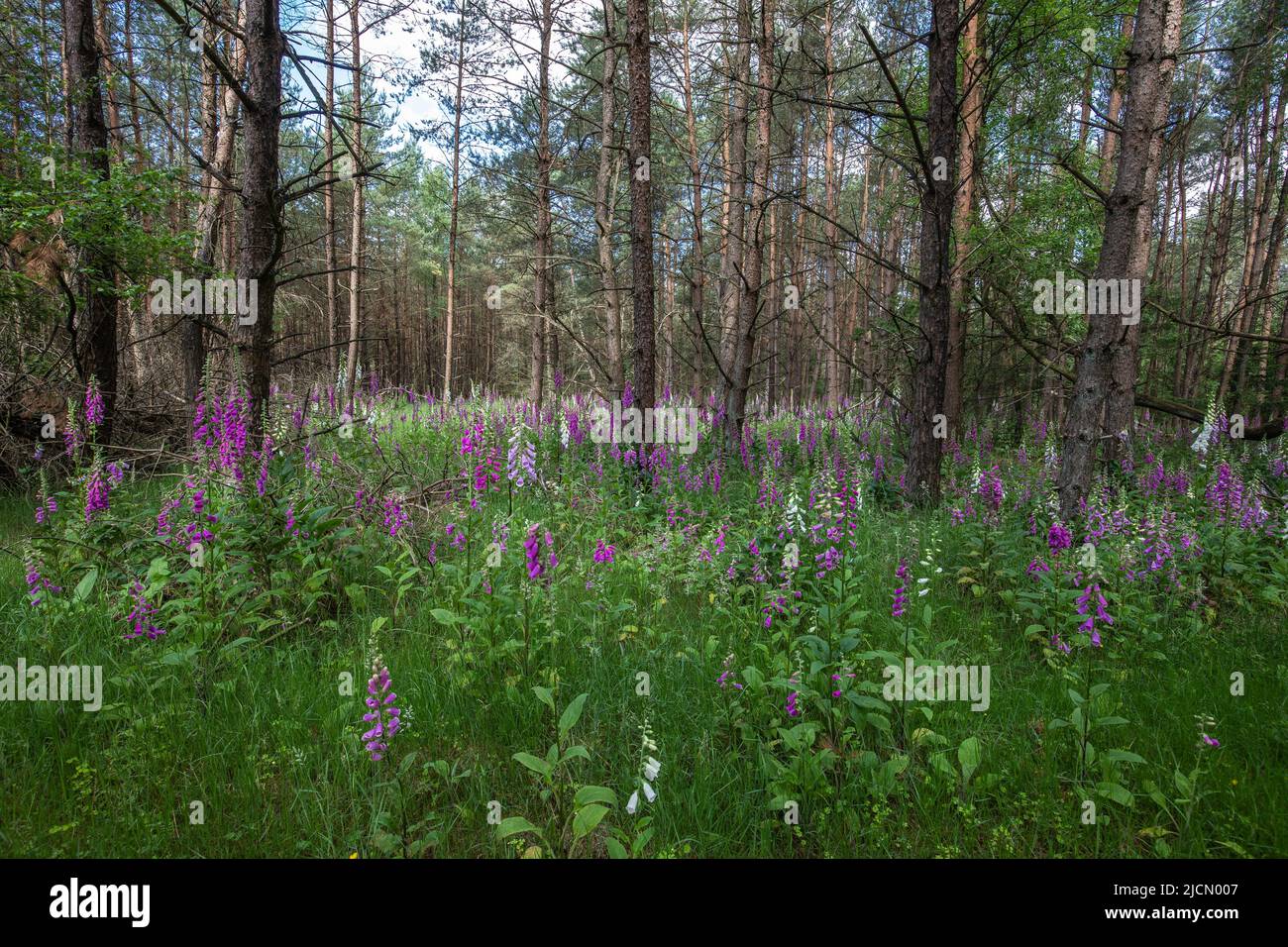 Digitalis blooming hi-res stock photography and images - Alamy