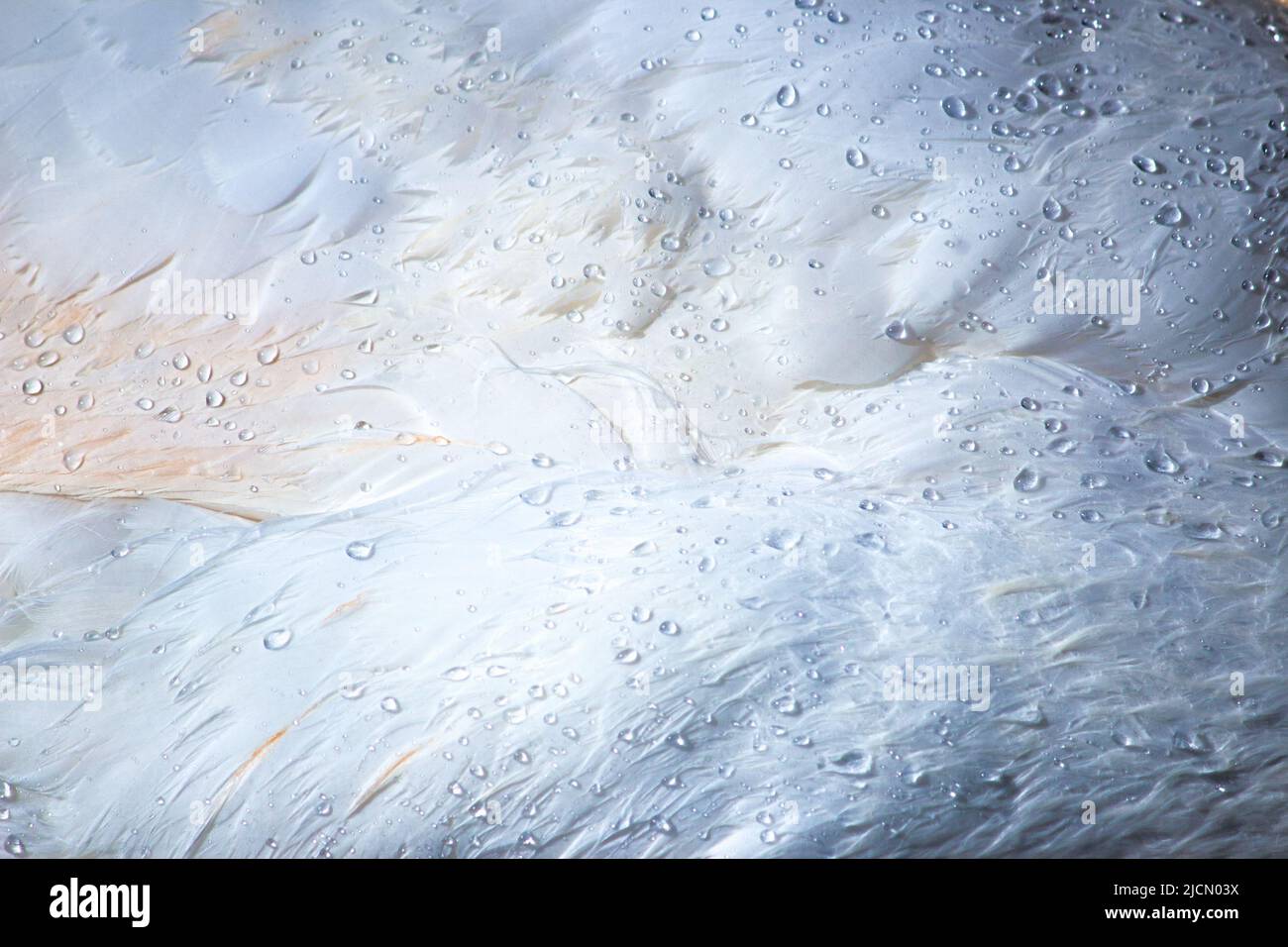 Close up swan texture hi-res stock photography and images - Alamy