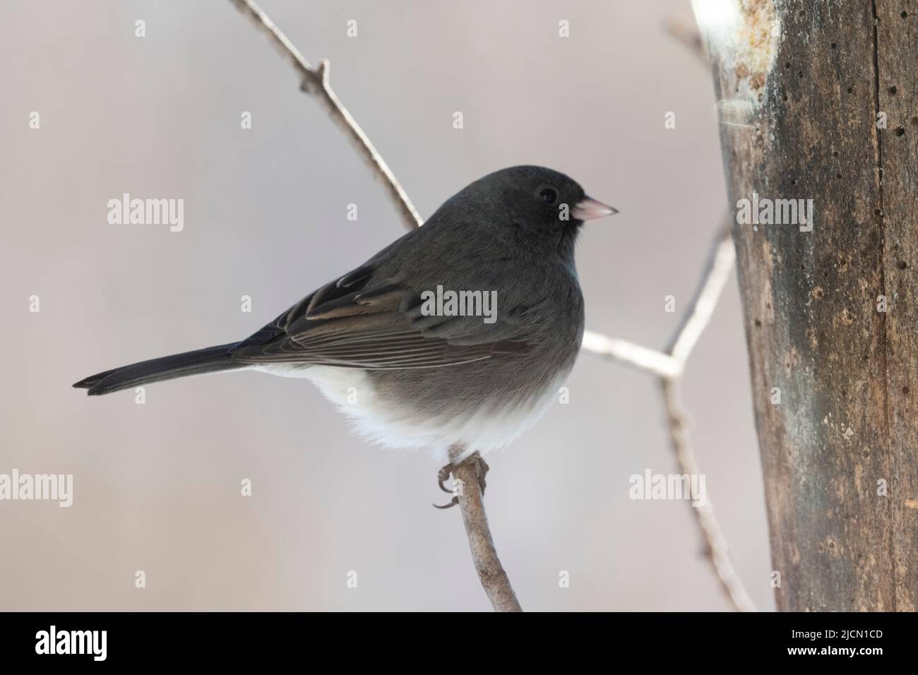 Dark-eyed Junco, Junco hyemalis, on a tree branch in Winter, Brownsburg ...