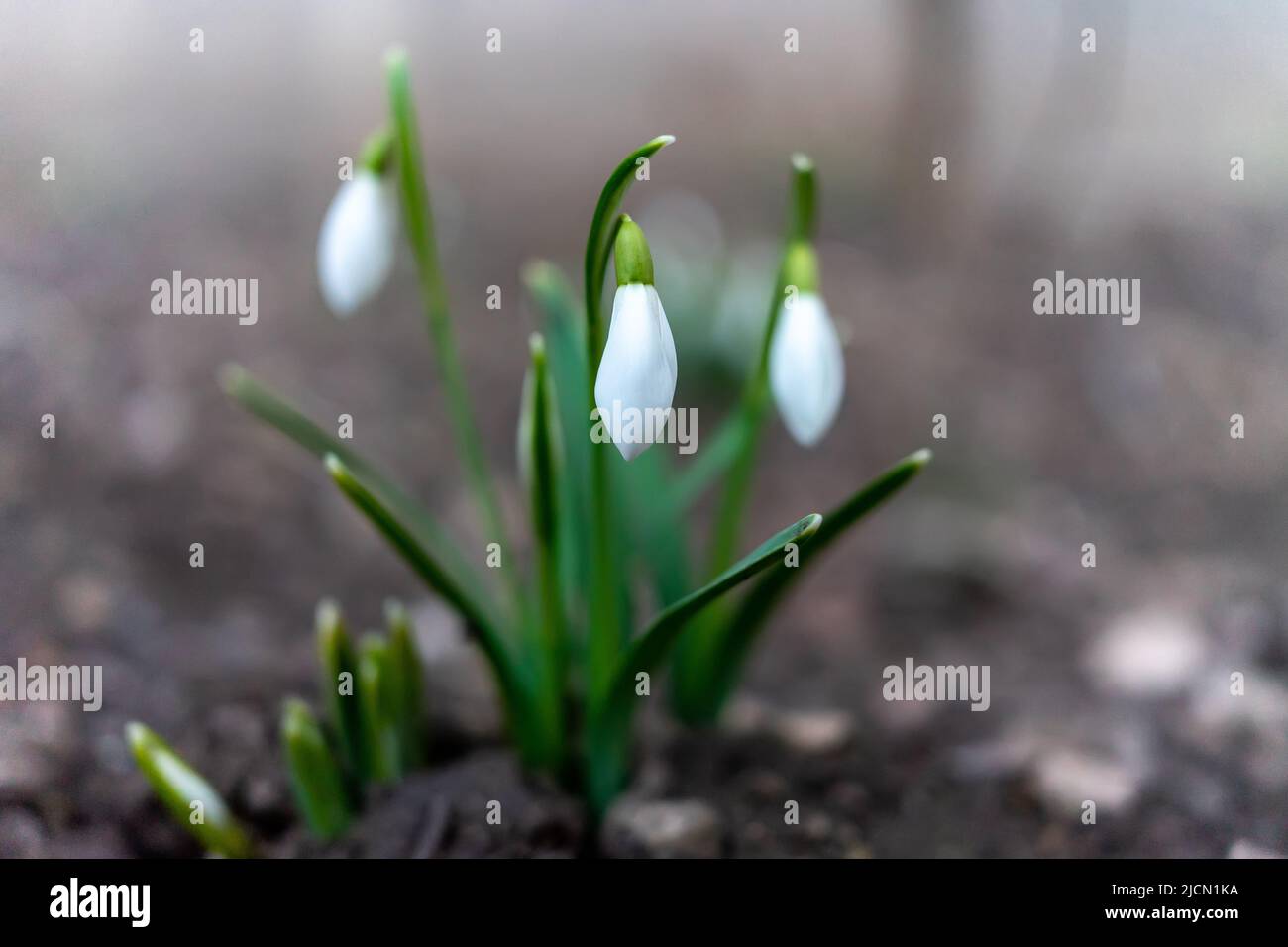 Symbol of spring awakening. The first spring flowers of snowdrops Stock ...