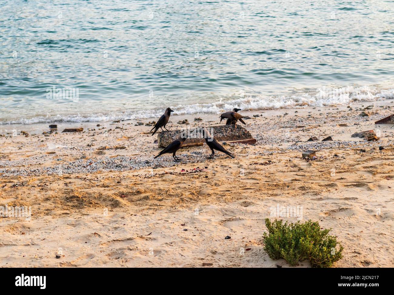 Crows beach hi-res stock photography and images - Alamy