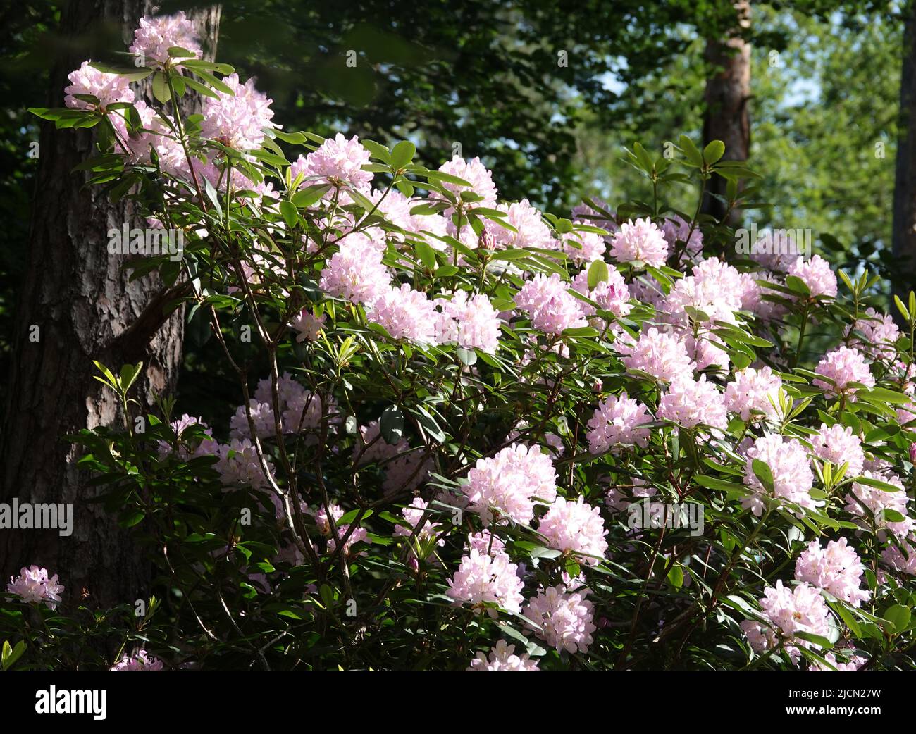 A beautiful light pink rhododendron in a sun-drenched corner in a ...