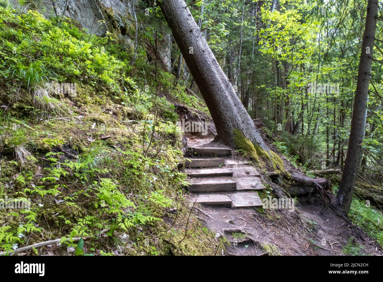 Eco path wooden walkway in park of Latvia. Ecological trail path route ...