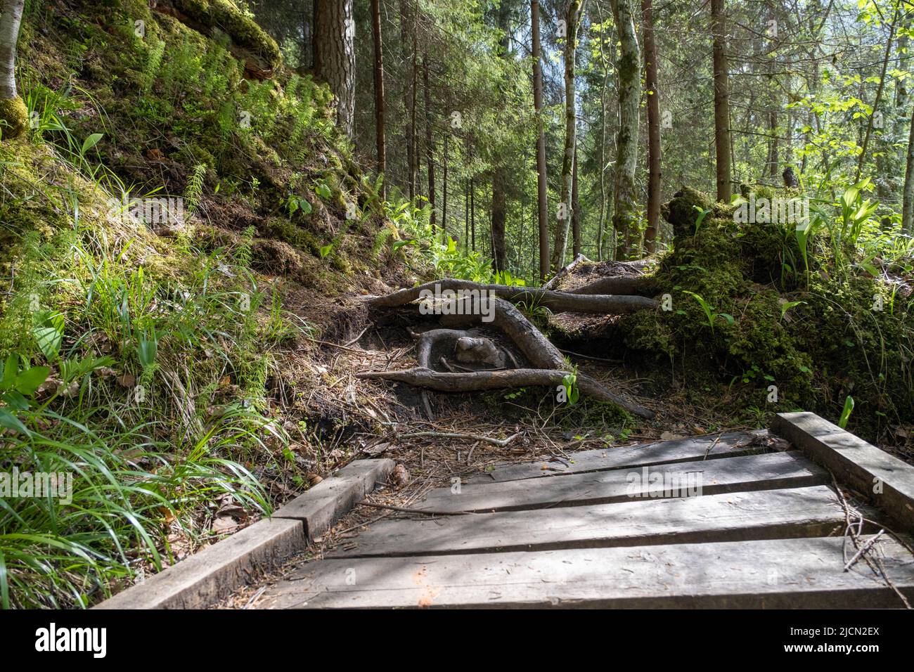 Eco path wooden walkway in park of Latvia. Ecological trail path route ...