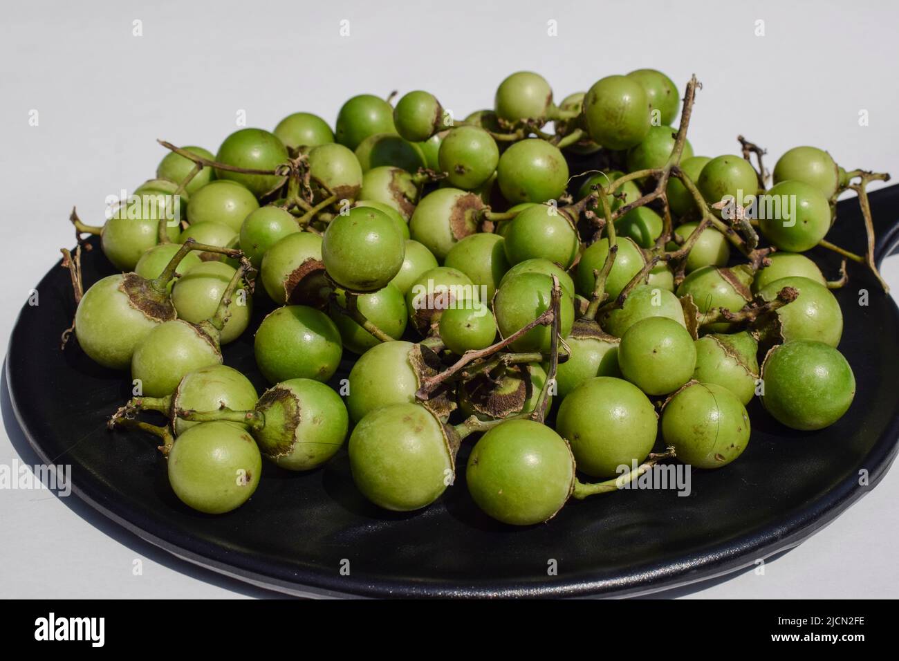 Lasoda tenti hi-res stock photography and images - Alamy