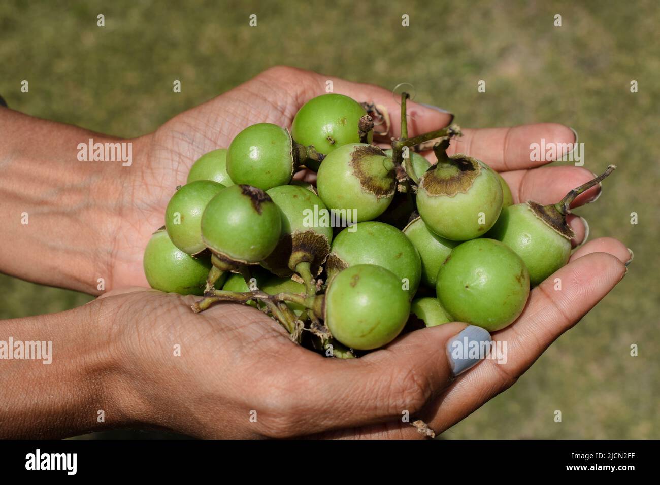Person holding Fresh green Cordia myxa also called lasoda, gunda,gum ...