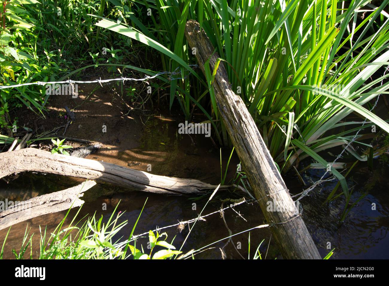 barbed wire fence and decaying branches with leaning posts covered in ...