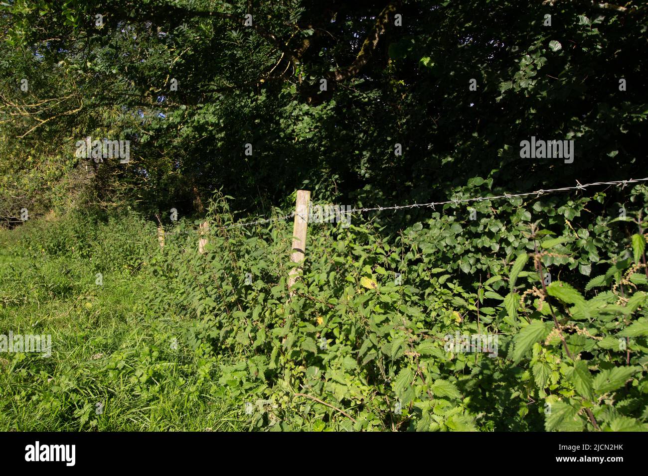 barbed wire fence with leaning posts covered in wildflowers Stock Photo ...