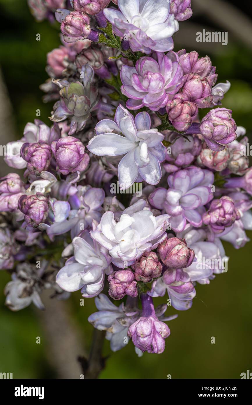 Flowers of ‘Beauty of Moscow’ Lilac (Syringa vulgaris ‘Krasavitsa ...