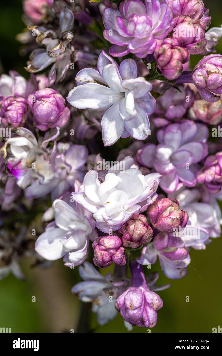 Flowers of ‘Beauty of Moscow’ Lilac (Syringa vulgaris ‘Krasavitsa ...