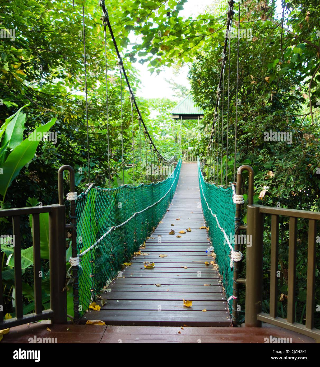 canopy walkway towers high in the trees with leaves on the wooden path ...