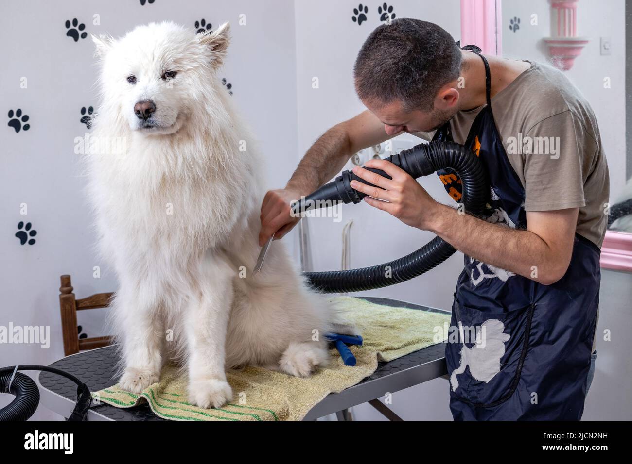 A professional groomer is air drying and brushing a beautiful Siberian ...