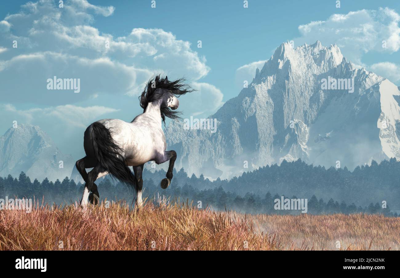 A blue roan coated wild horse prances through long golden grass across ...