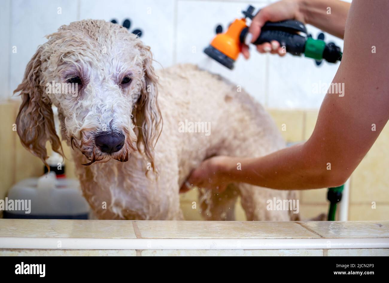 Professional groomer giving a bath to a poodle dog in a pet salon Stock ...