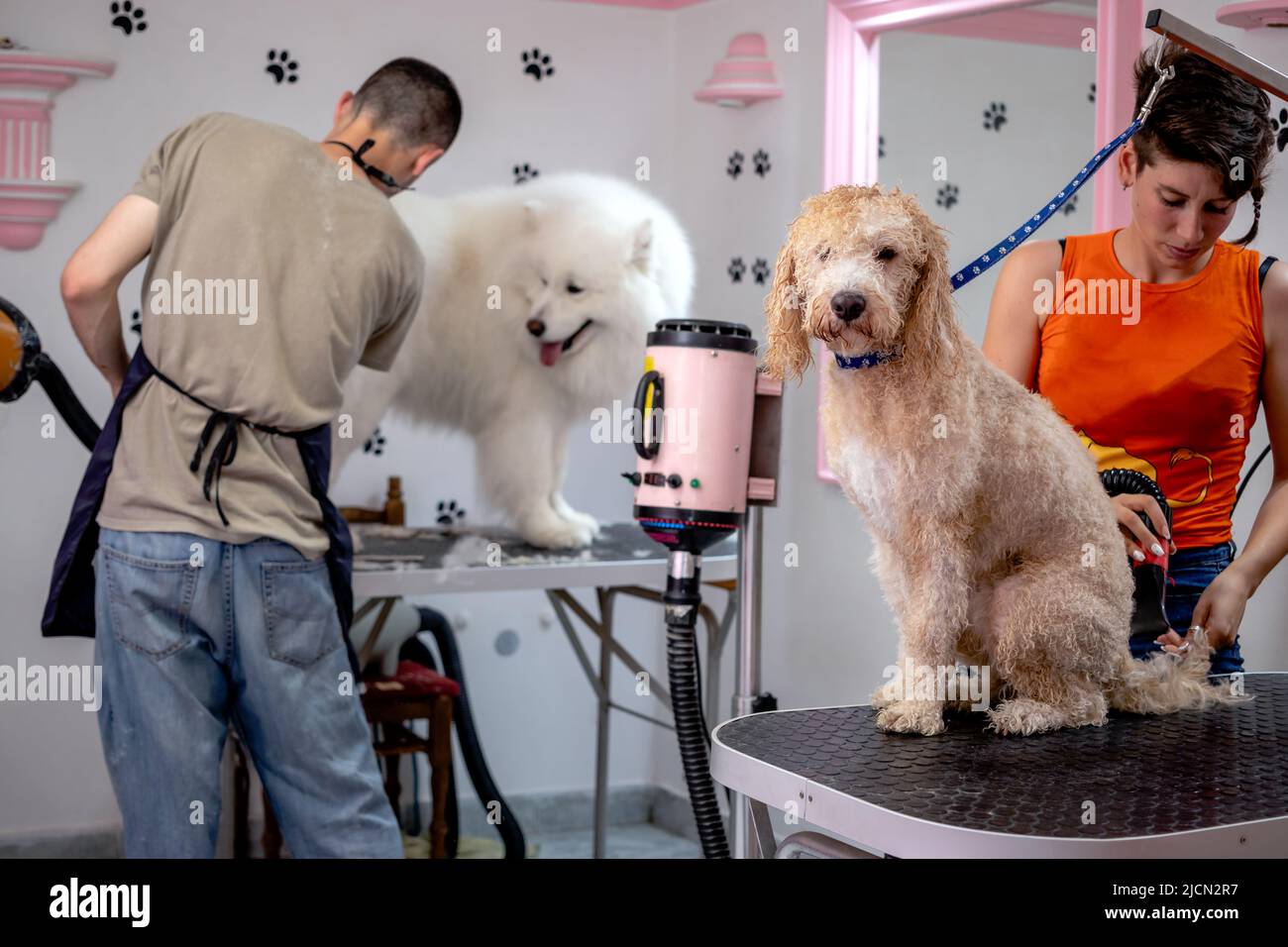 Professional groomers giving a treatment to a white poodle and a ...