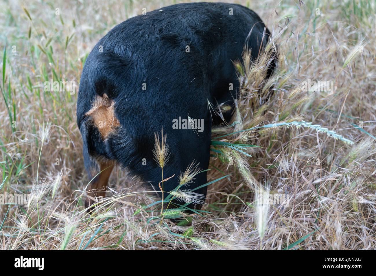 Close-up of the back of a Rottweiler dog standing among wild grasses ...