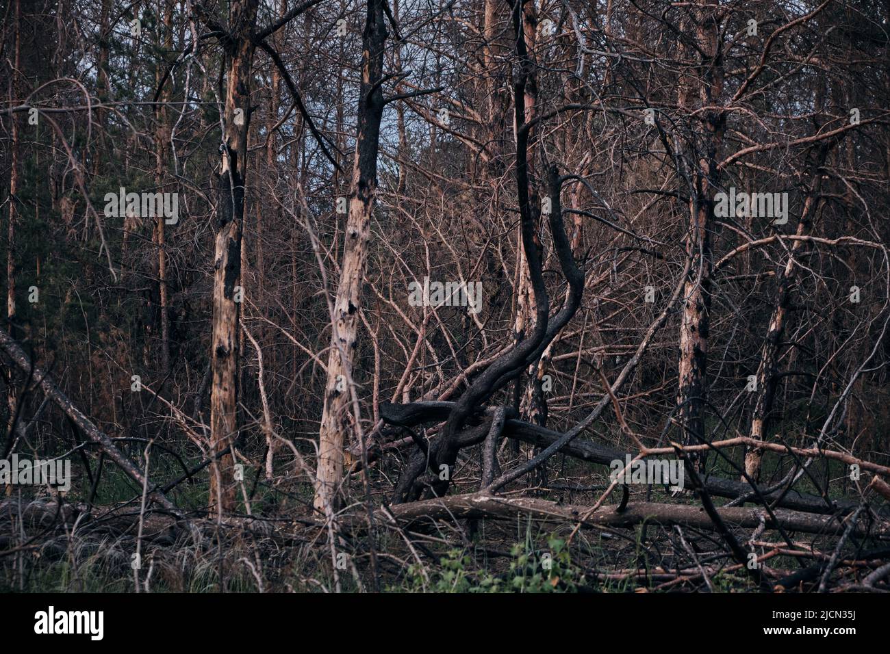 Charred dead pine trees, forest after fire Stock Photo - Alamy