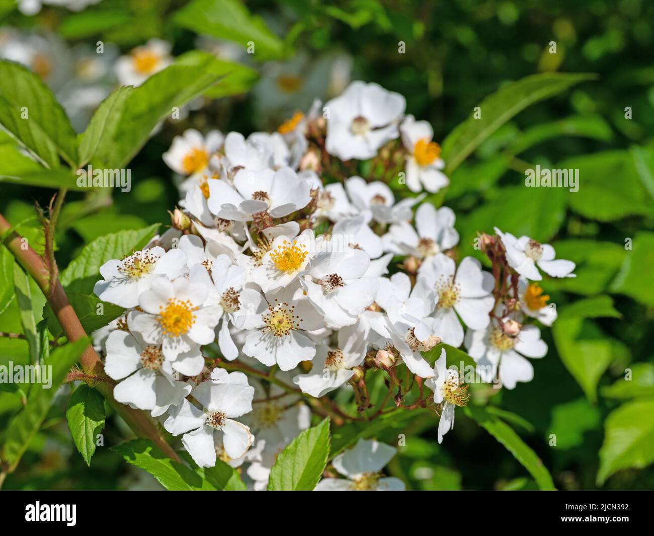 Flowering rose hips, Rosa canina, in spring Stock Photo - Alamy
