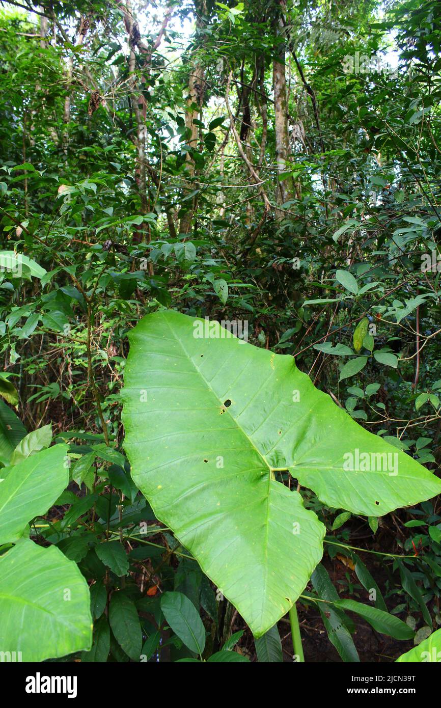 Coco yam hi-res stock photography and images - Alamy