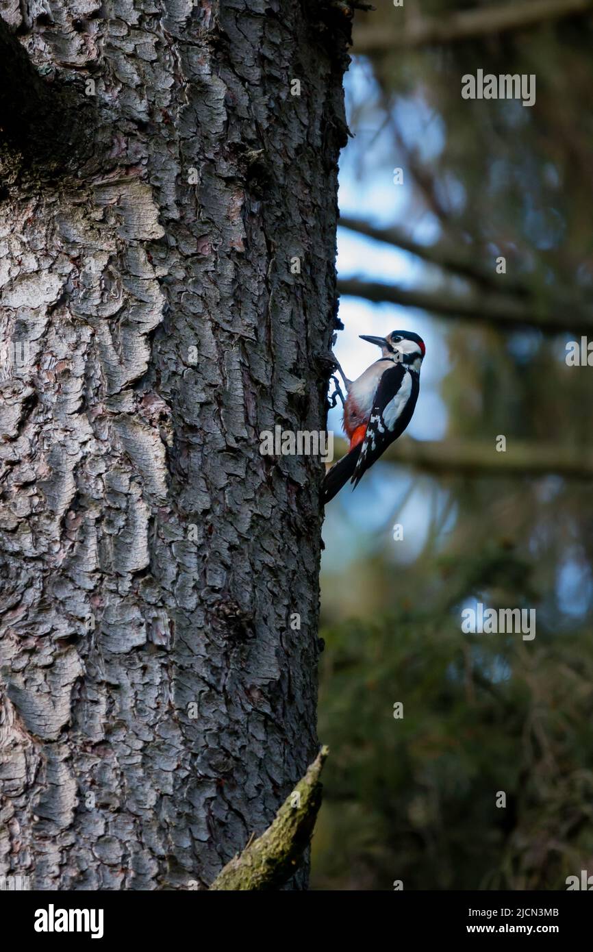 The bark beetle is eating its way through our forests. In the dead ...