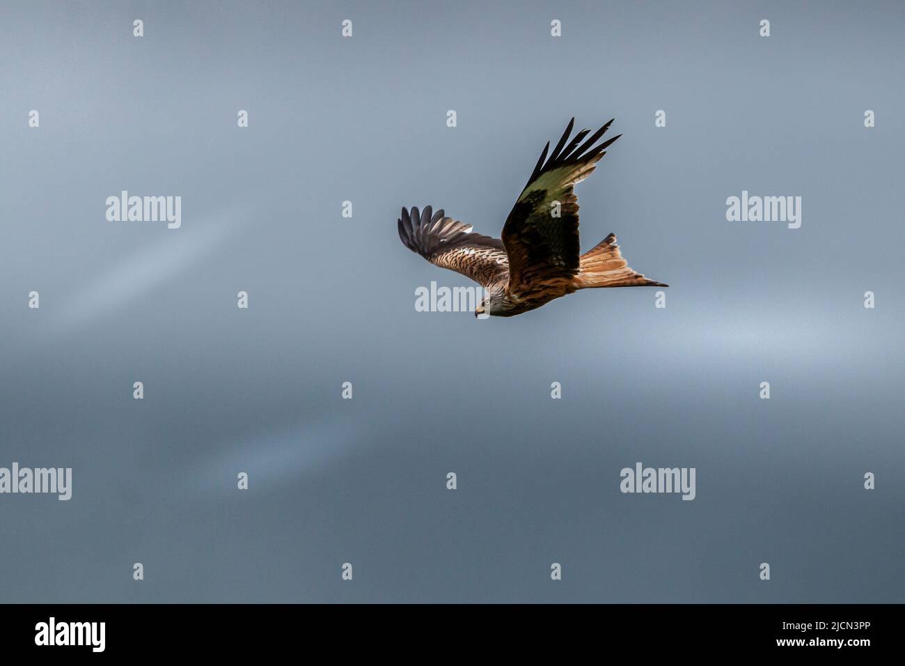 A red kite soars through the air. A typical German bird of prey from ...