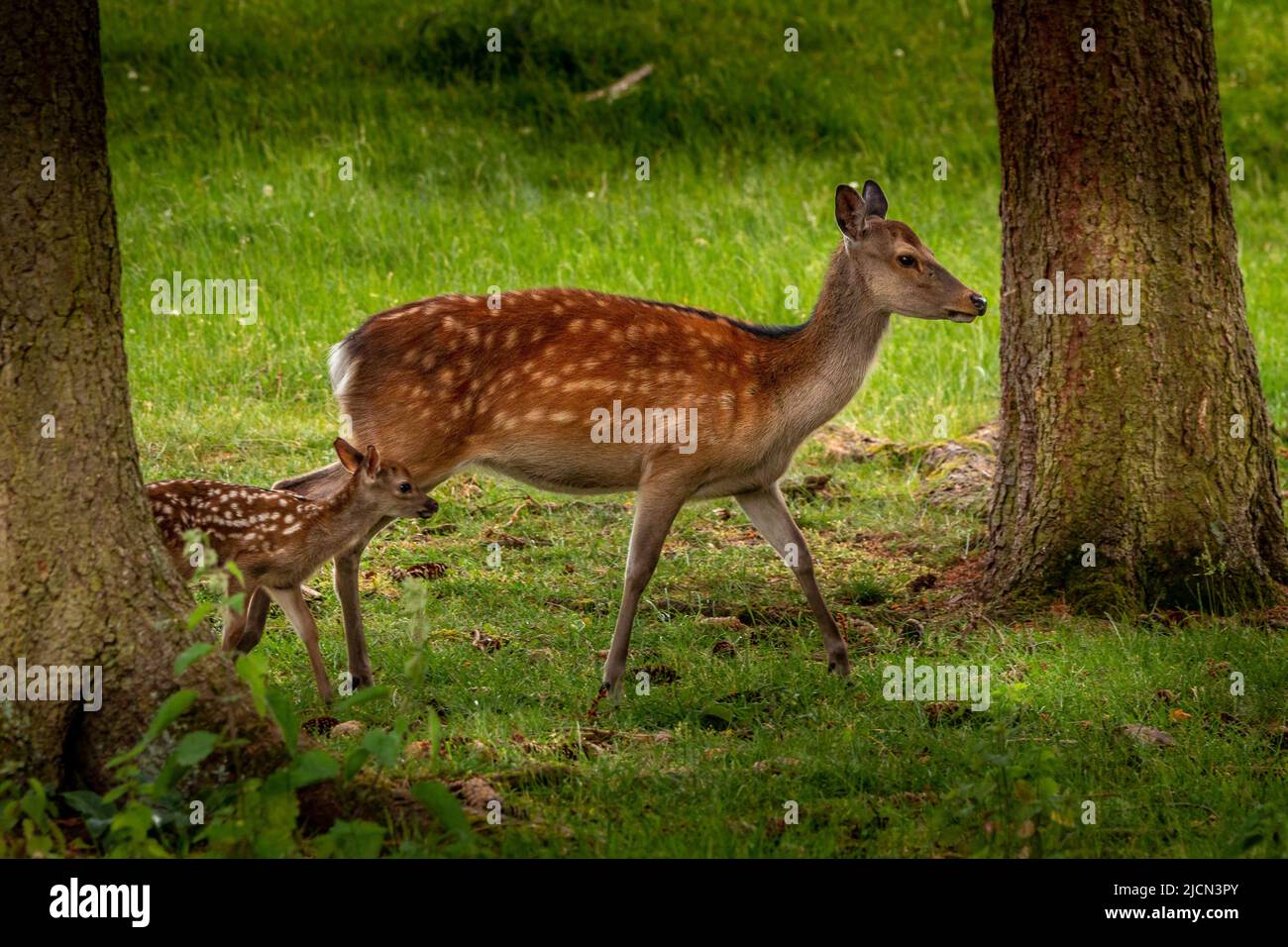 This red deer hind is out on the range with his fawn. The little one ...