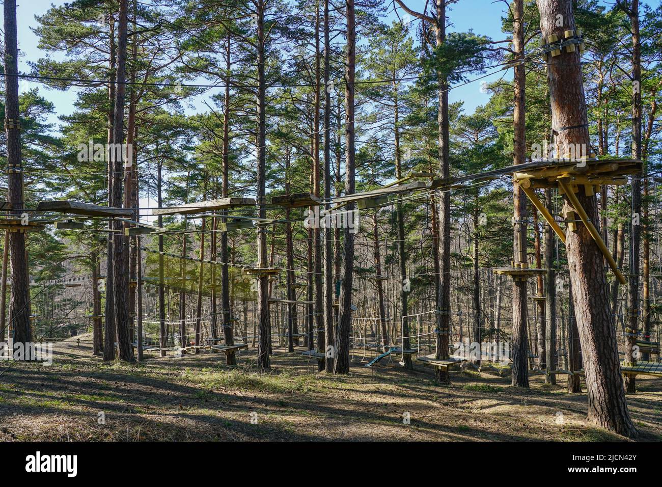 High rope and logs bridge in a pine forest, part of a ropes course in ...