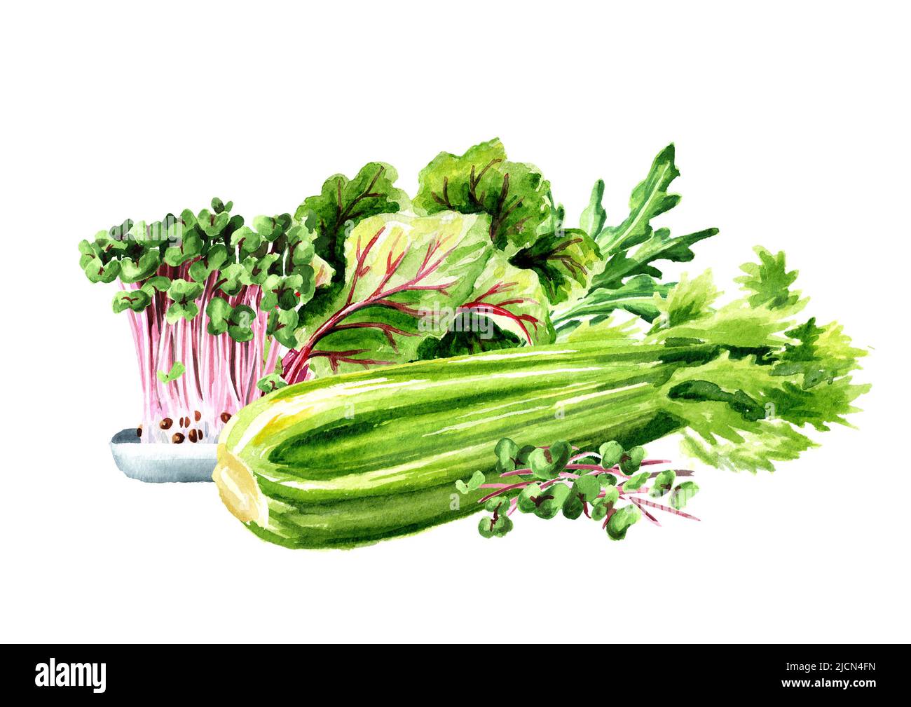 Fresh greenery. Hand drawn watercolor illustration isolated on white ...