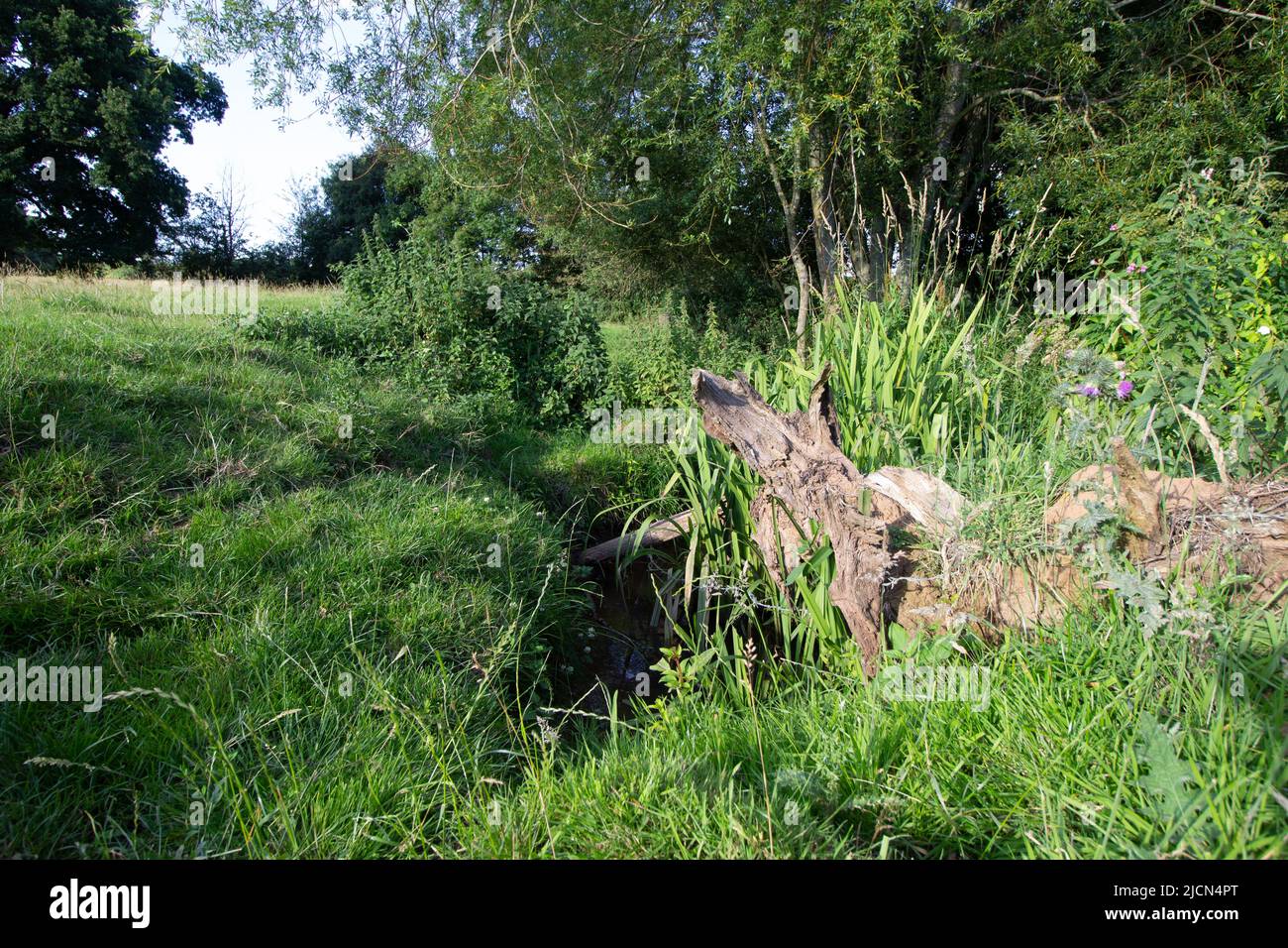 decaying stump over a stream with an old barbed wire fence and field ...