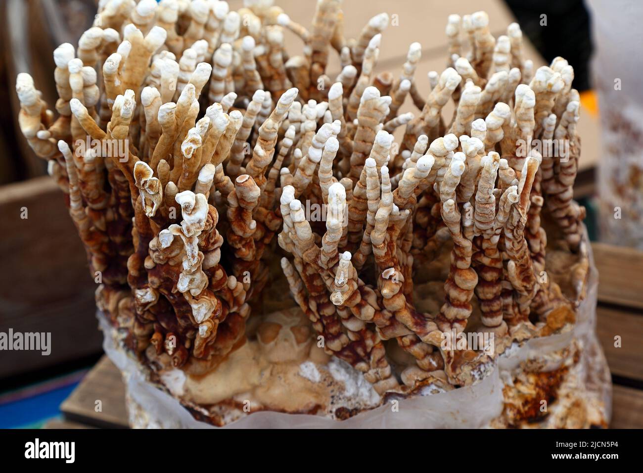 Reishi Antler Mushroom Grow Kit being sold at a farmer's market Stock ...