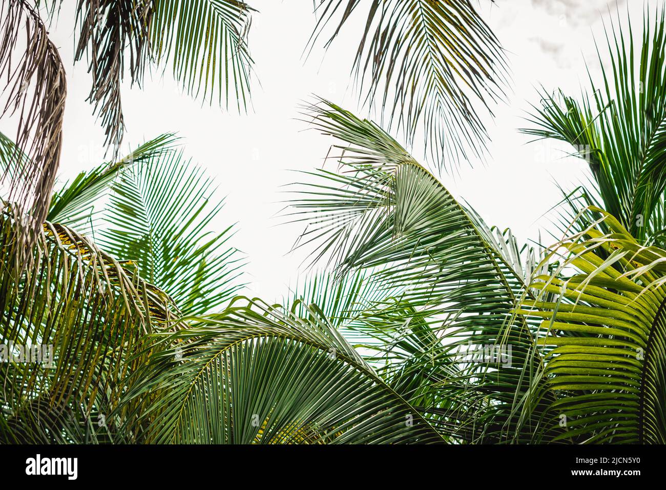 Abstract natural wallpaper background real tropical palm tree, bottom ...