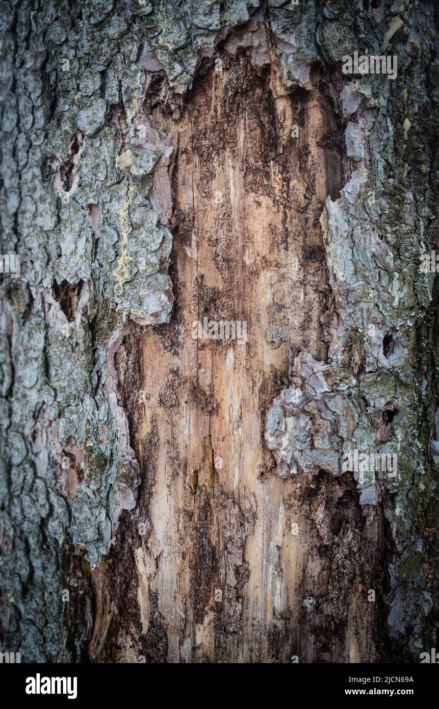 Bark of an old tree in the forest close-up. Textured beautiful abstract ...