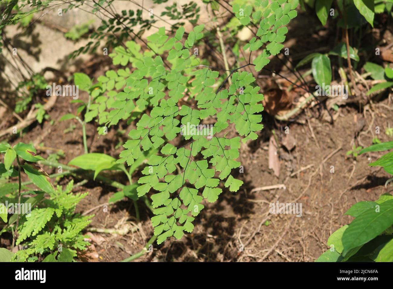 green ferns on the banks of the Macal River in Wester Belize, Central ...