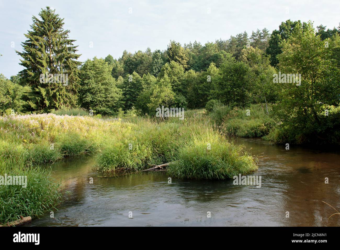 Nature of Belarus, summer landscape with a small forest river Isloch ...