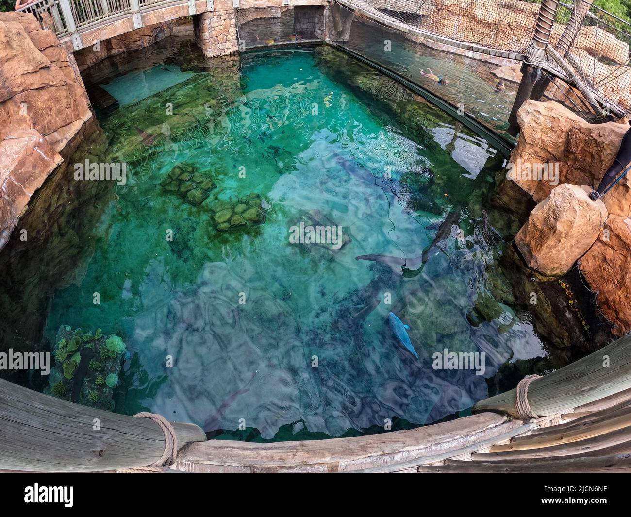 The Shark tank at an aquarium with Black Tip Reef, White Tip Reef ...