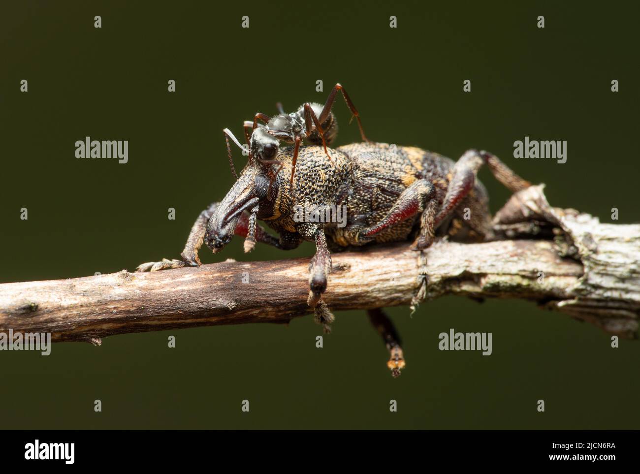 Beetle Large pine weevil (Hylobius abietis) on a dry branch and silky ...
