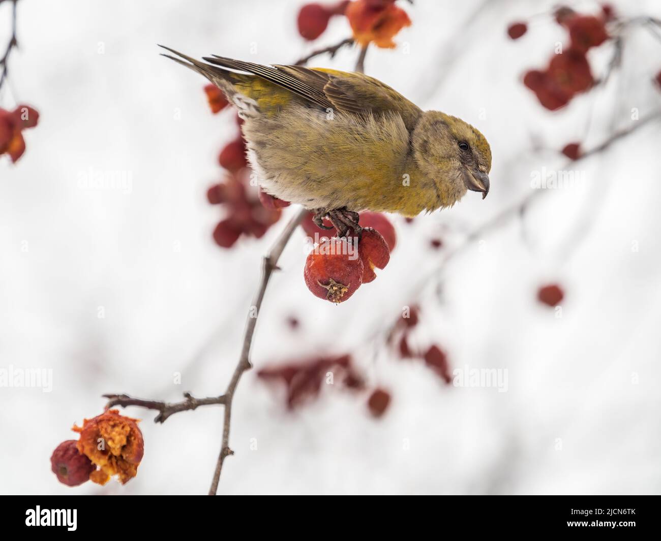 Red Crossbill female sitting on the tree branch and eats wild apple ...