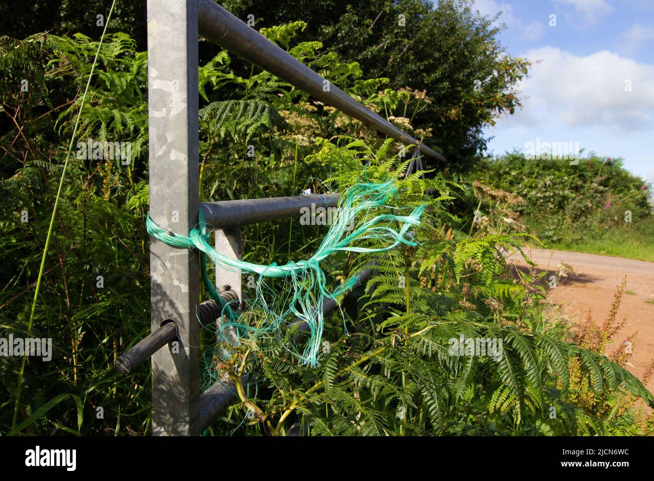 green string tied to over grown metal gate in hedge Stock Photo - Alamy