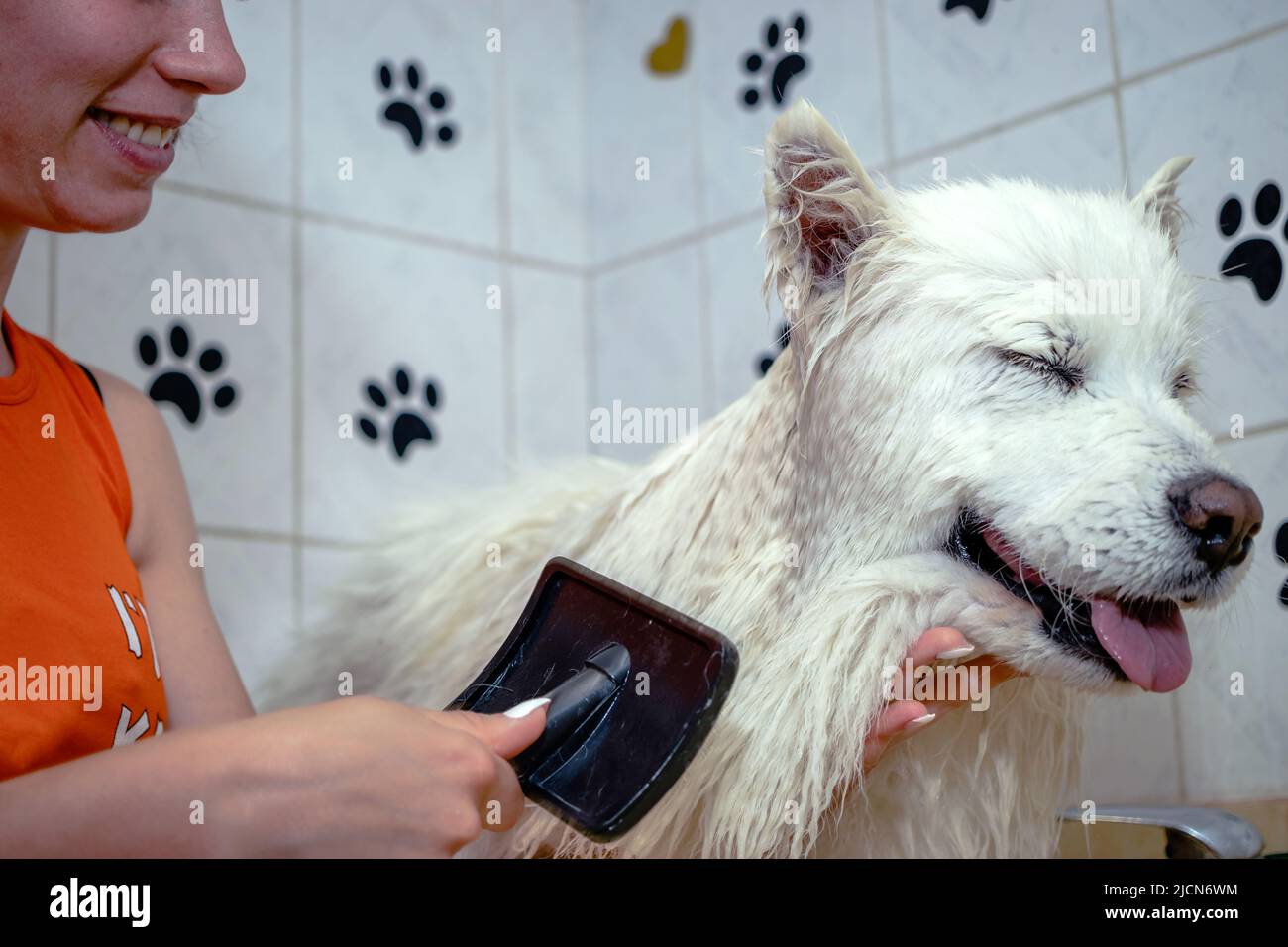 Professional female groomer giving a bath to a Siberian Samoyed, White ...